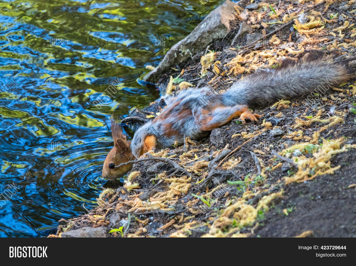 Squirrel Drinks Water Image & Photo (Free Trial) | Bigstock