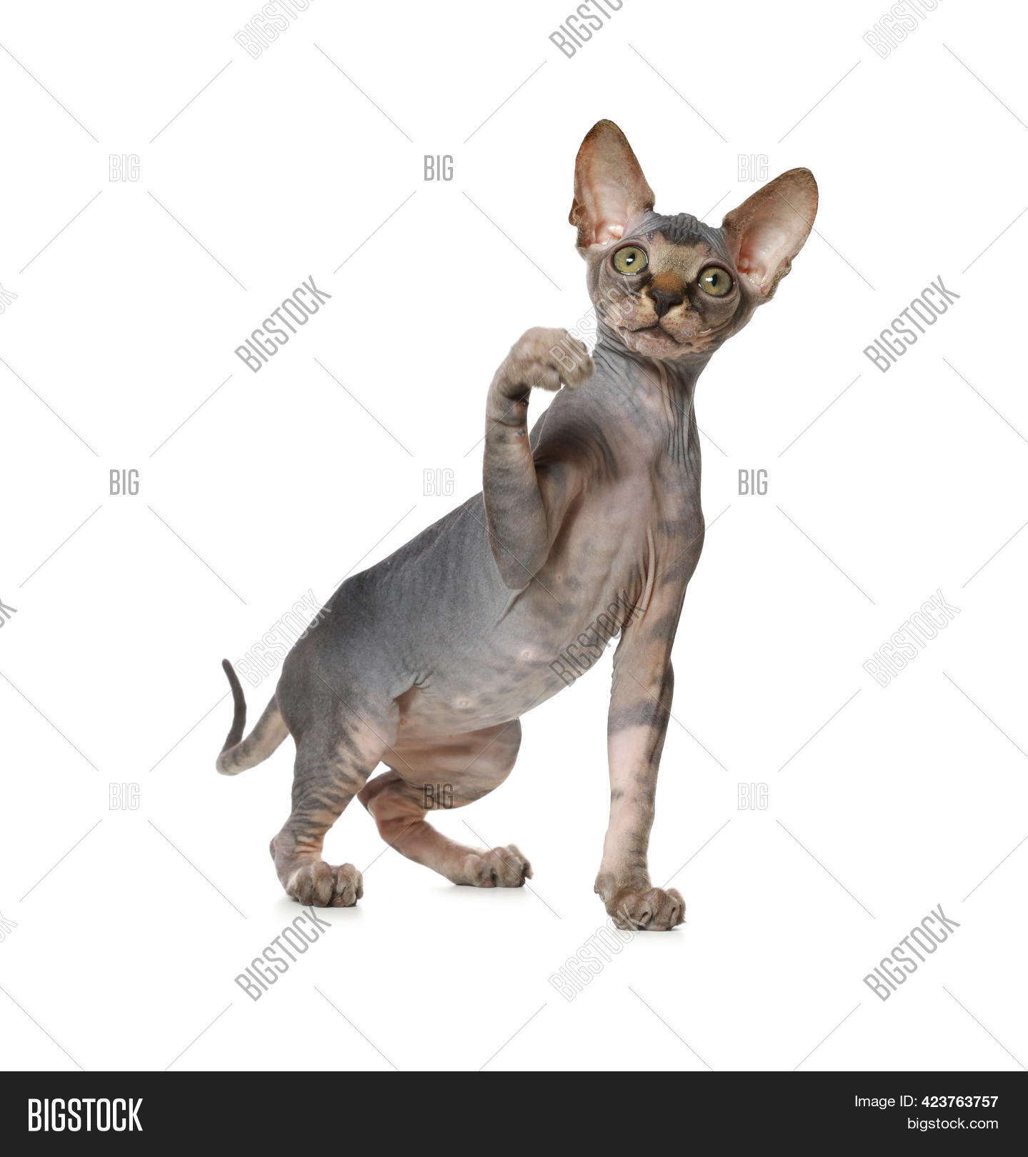 Adorable Sphynx Kitten Image & Photo (Free Trial) | Bigstock