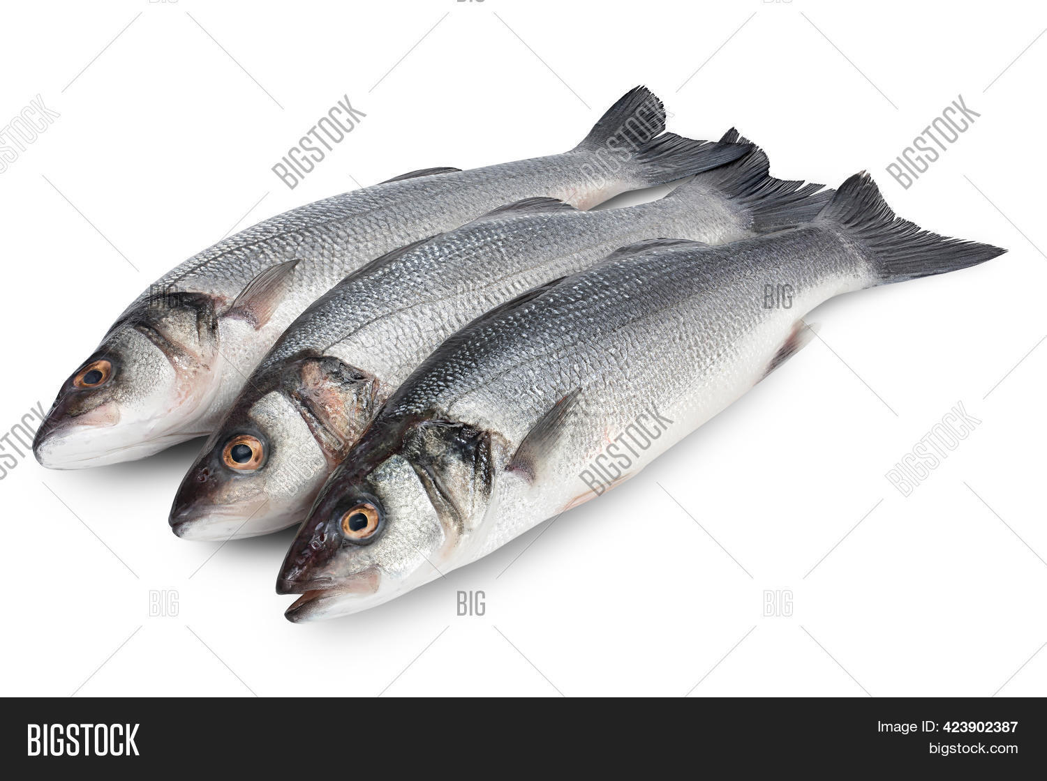 Sea Bass Fich Isolated Image & Photo (Free Trial) | Bigstock