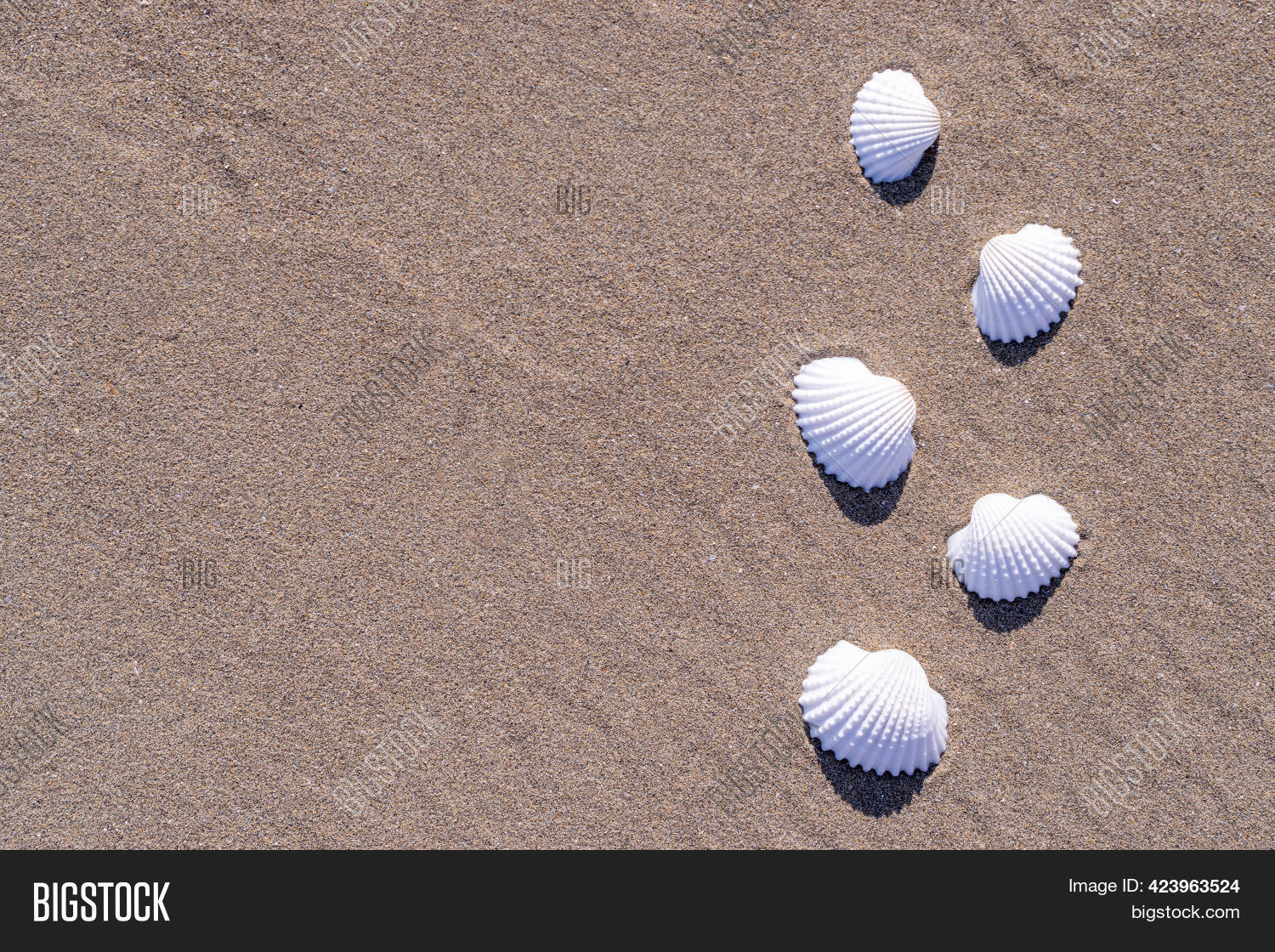 Shells Background Image & Photo (Free Trial) | Bigstock