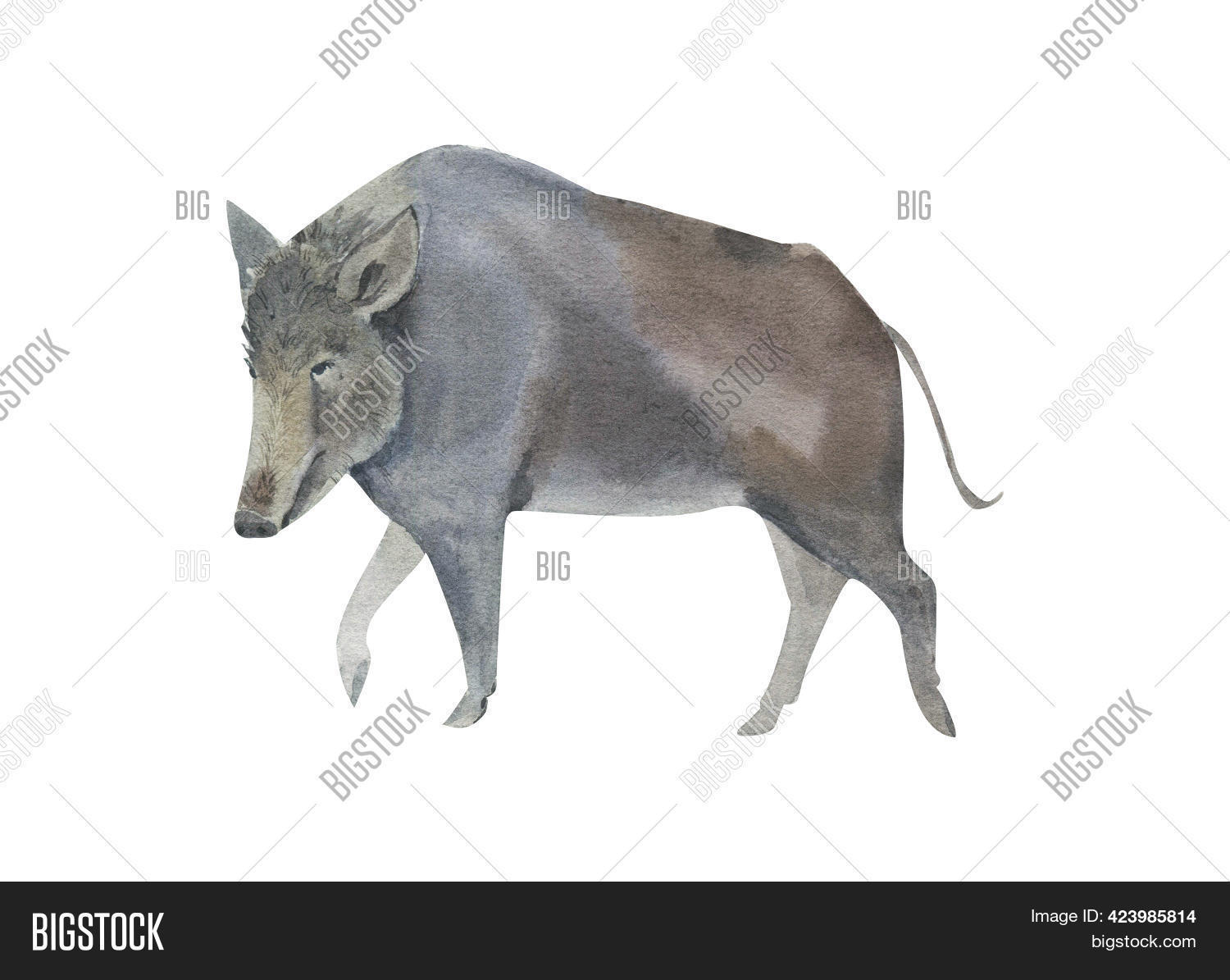 Watercolor Wild Boar Image & Photo (Free Trial) | Bigstock