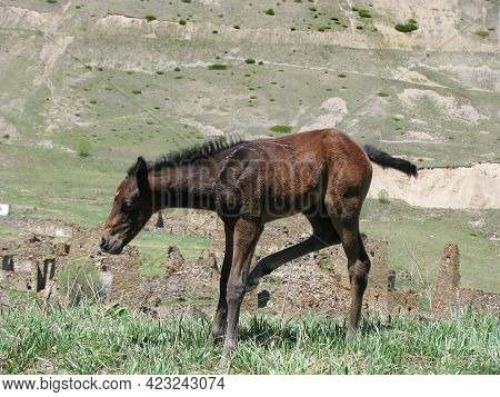 Little Brown Pony Image & Photo (Free Trial) | Bigstock