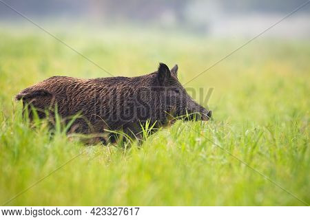 Wild Boar Standing On Image & Photo (Free Trial) | Bigstock