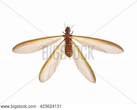 Mayfly Isolated On Image & Photo (Free Trial) | Bigstock