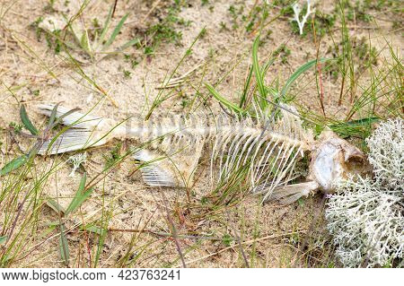 Dead Fish Fish Bones Image & Photo (Free Trial) | Bigstock