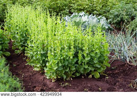 Overripe Lettuce Image & Photo (Free Trial) | Bigstock