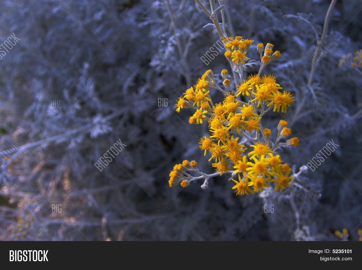 Small Yellow Flowers Image & Photo (Free Trial) | Bigstock