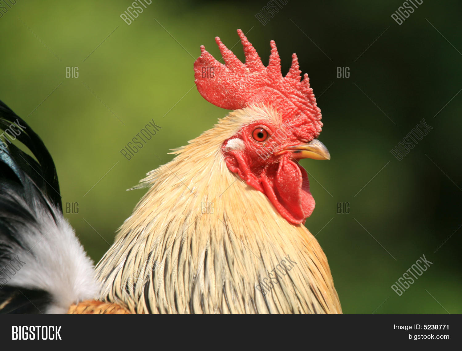 Chicken Image & Photo (Free Trial) | Bigstock