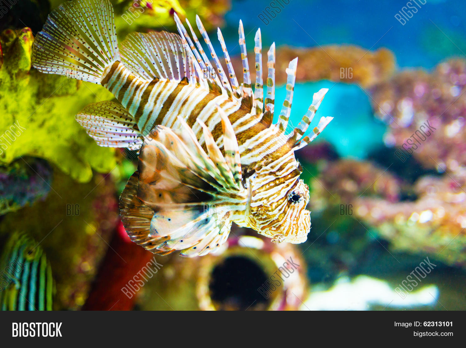 Color Lionfish Swims Image & Photo (Free Trial) | Bigstock