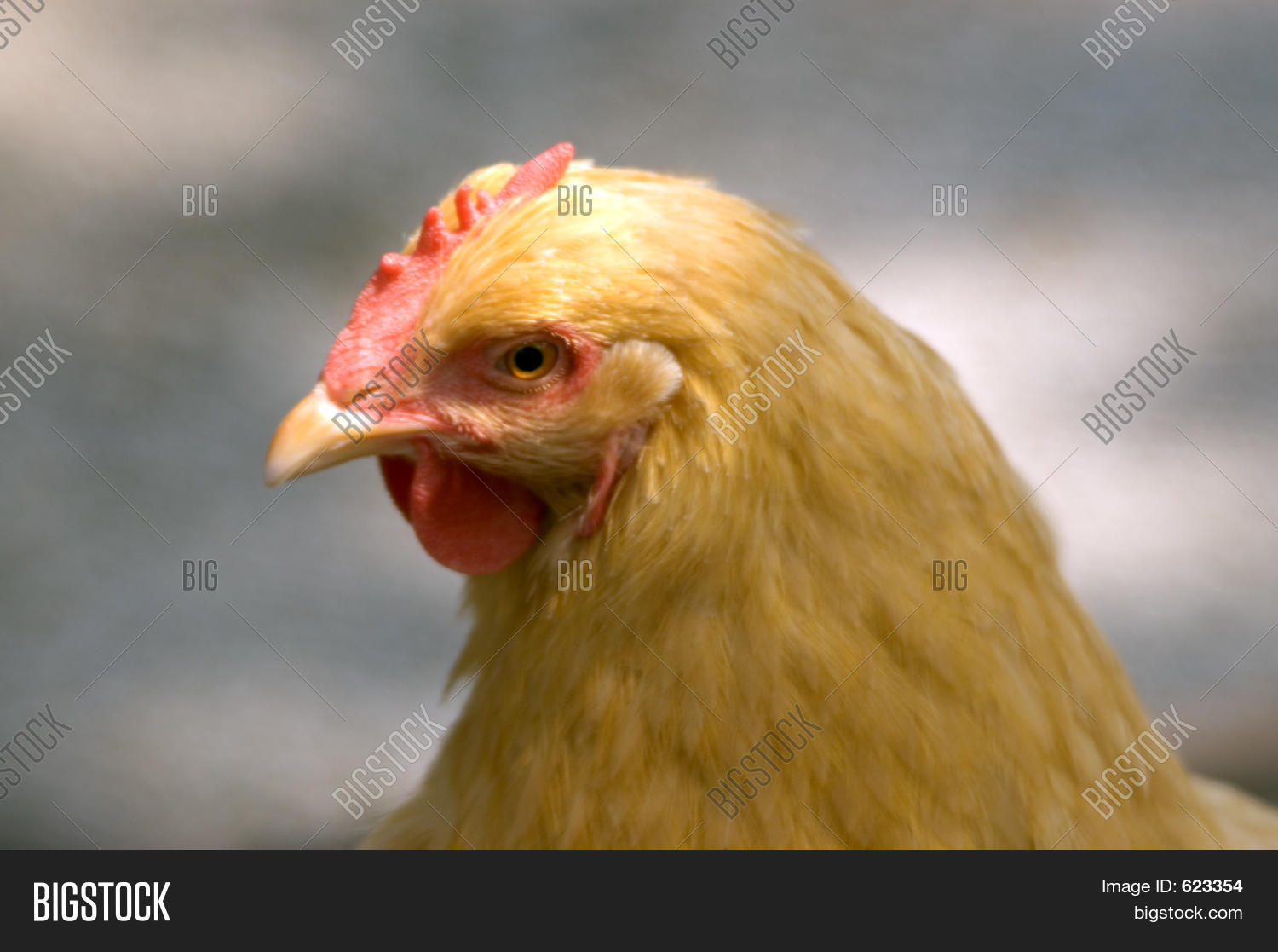 Chicken Image & Photo (Free Trial) | Bigstock