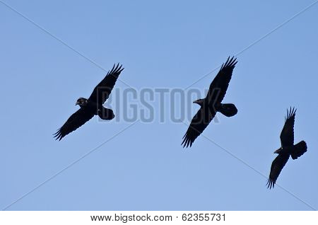 Raven Flying Images, Illustrations & Vectors (Free) - Bigstock