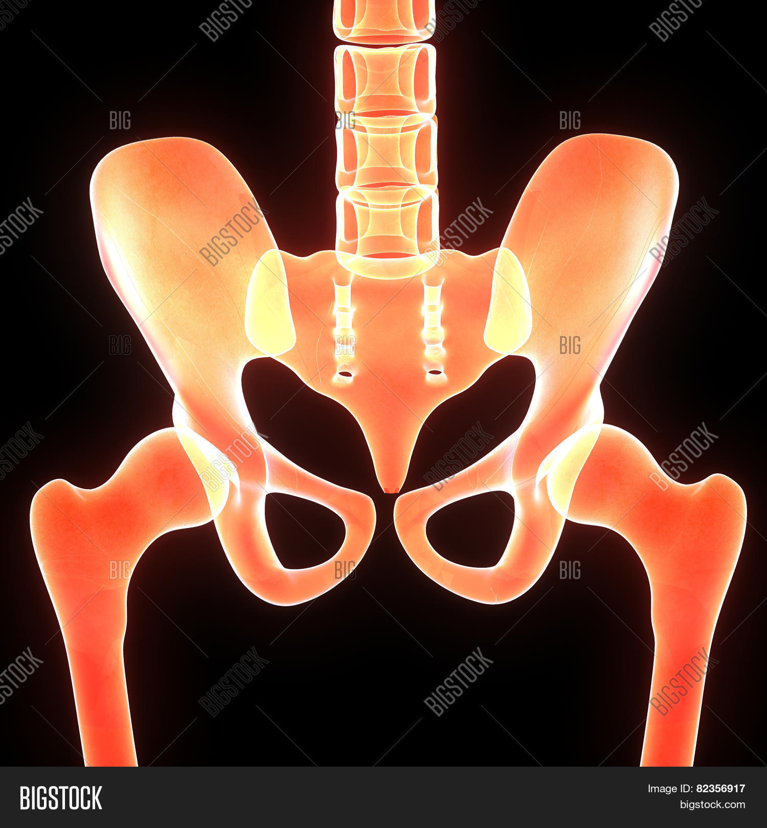 Pelvic Hip Image & Photo (Free Trial) | Bigstock