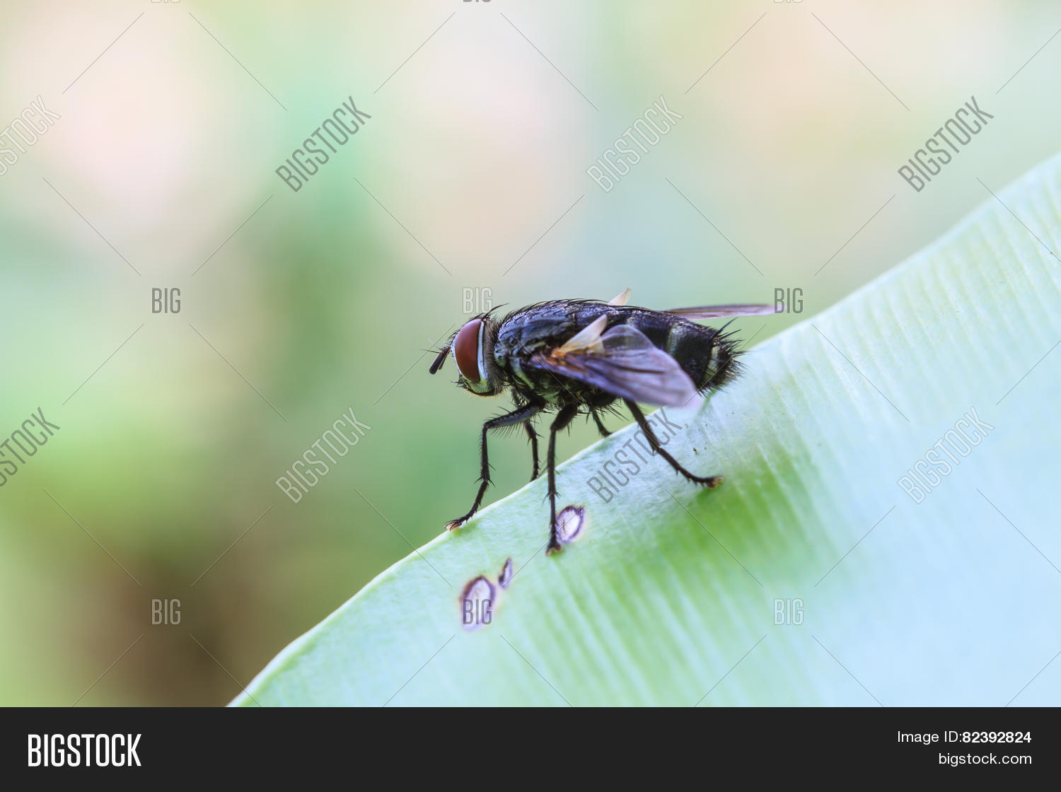 Blow Fly, Carrion Fly Image & Photo (Free Trial) | Bigstock