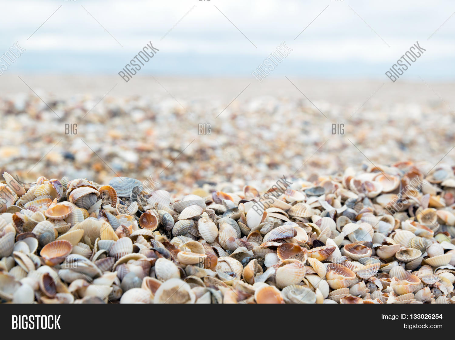 Seashells On Suumer Image & Photo (Free Trial) | Bigstock