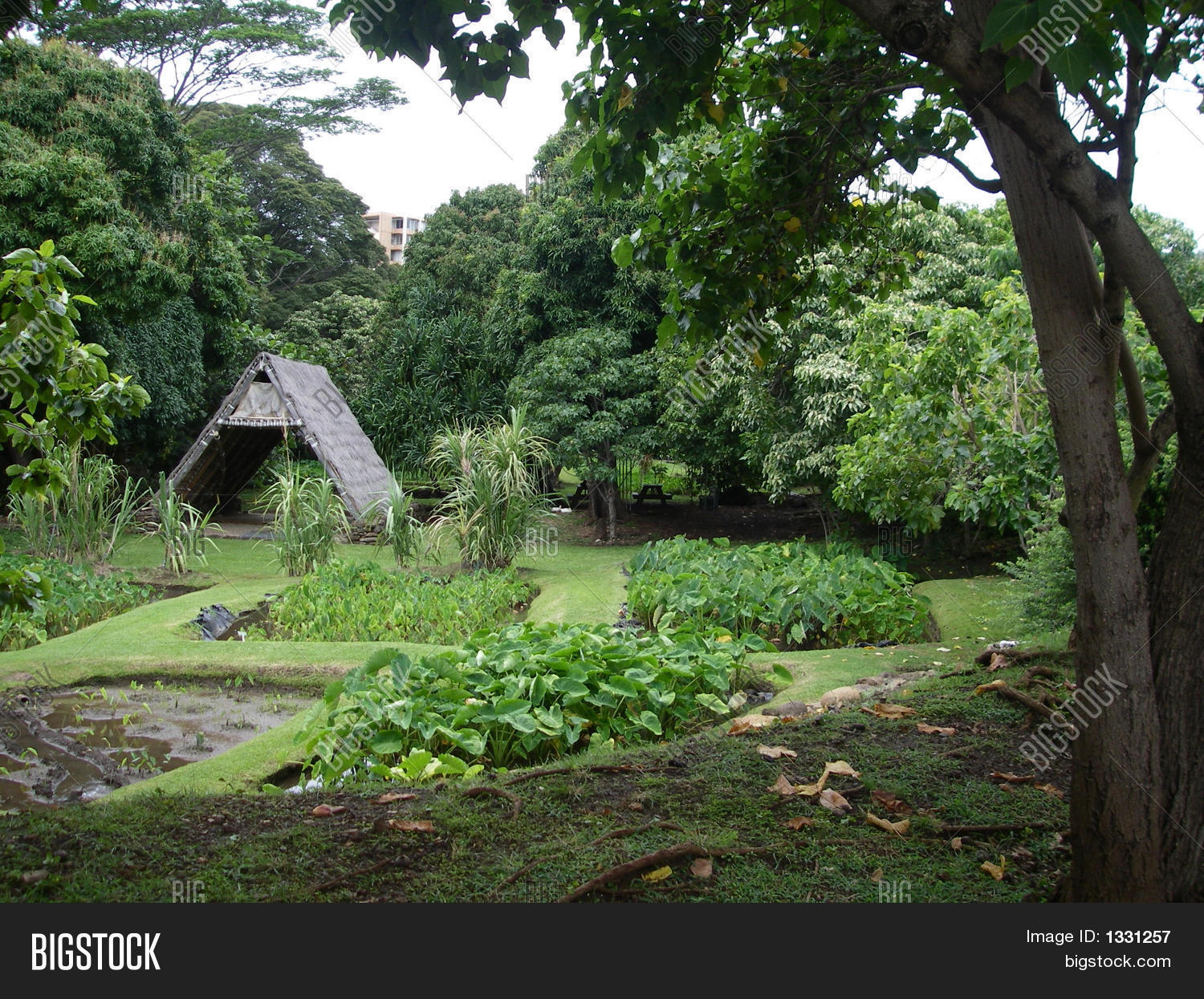 Taro Loi Hawaii Image & Photo (Free Trial) | Bigstock