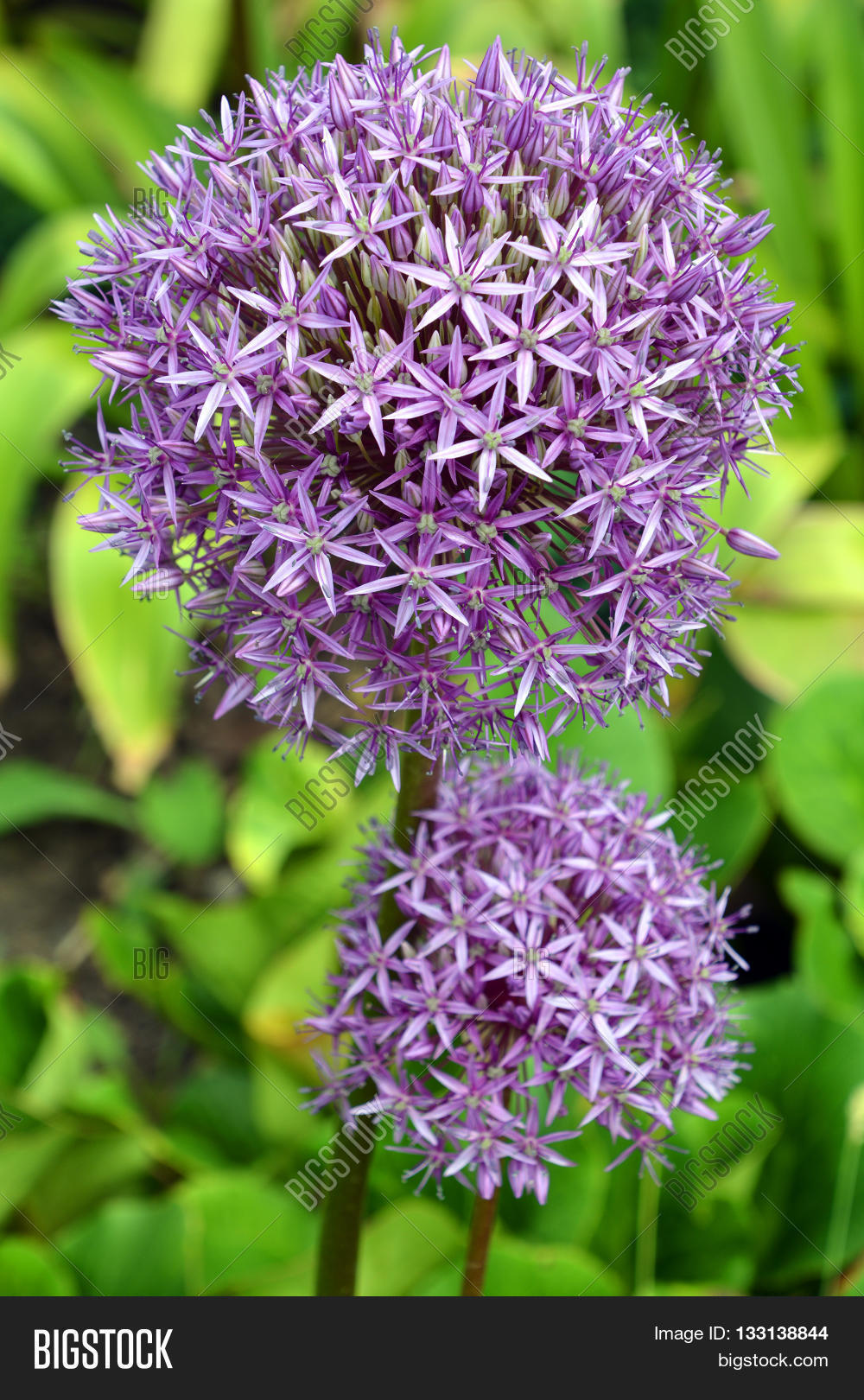 Onion Genus Allium Image & Photo (Free Trial) | Bigstock