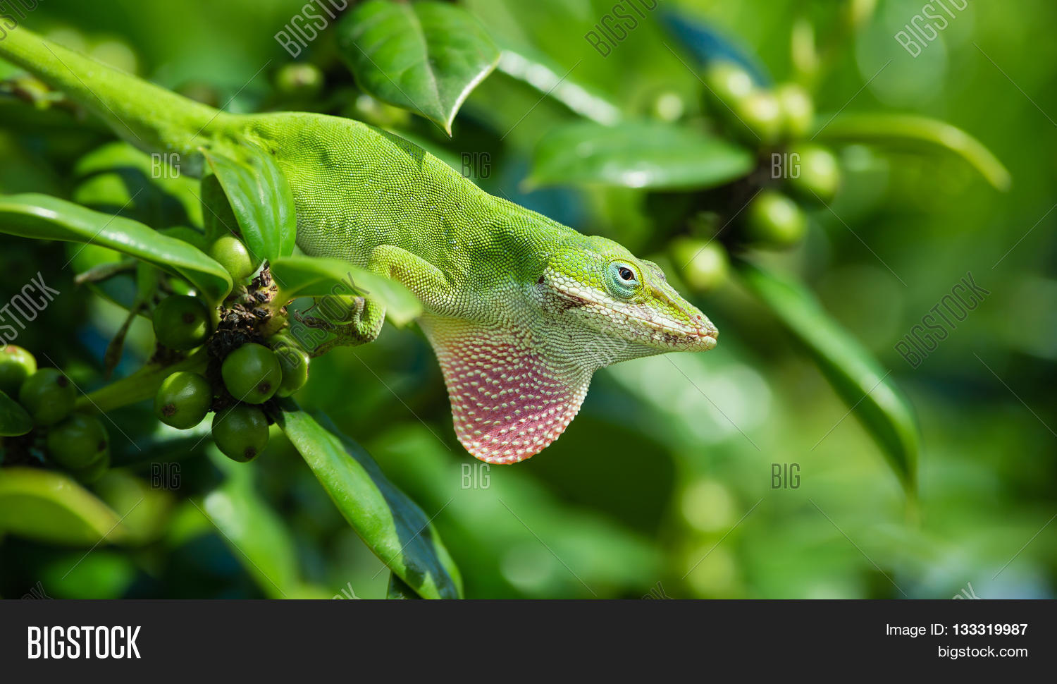 Green Anole Lizard ( Image & Photo (Free Trial) | Bigstock