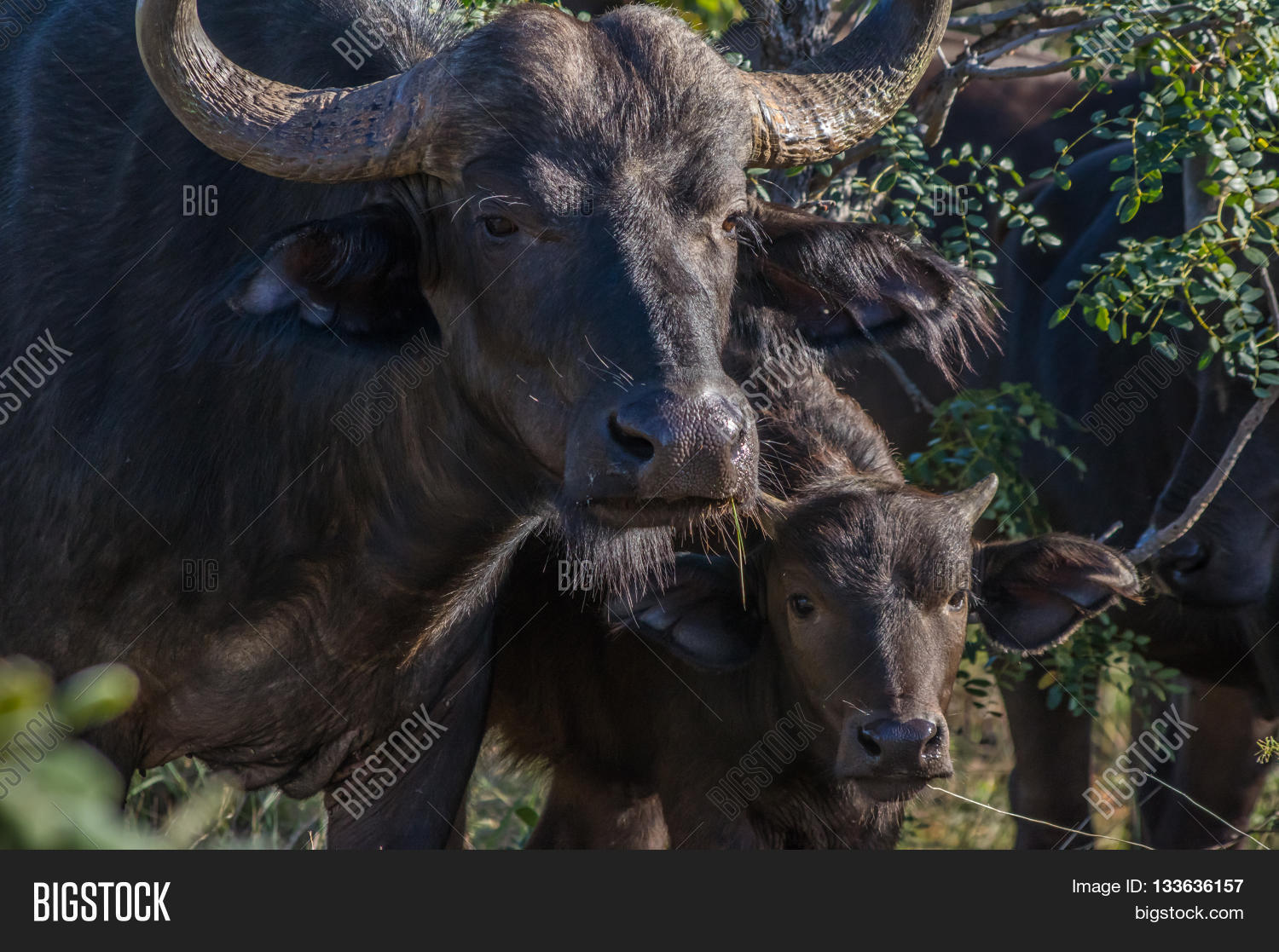 African Buffalo Image & Photo (Free Trial) | Bigstock