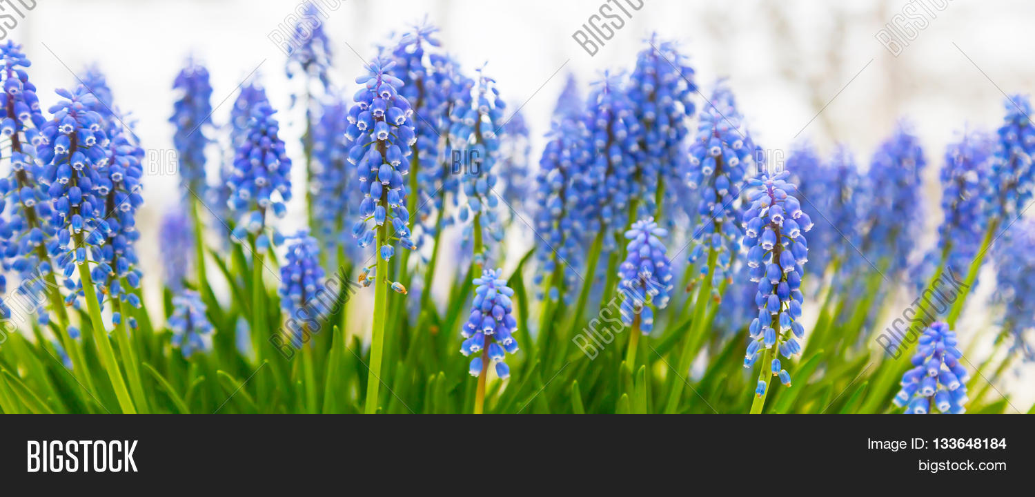 Spring Panorama Image & Photo (Free Trial) | Bigstock