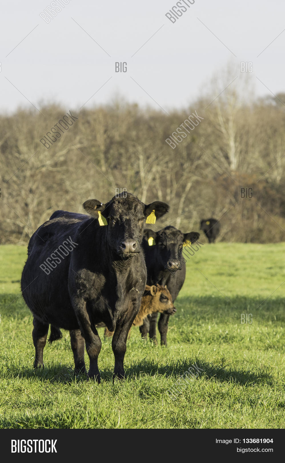 Two Angus Cows Calf Image & Photo (Free Trial) | Bigstock