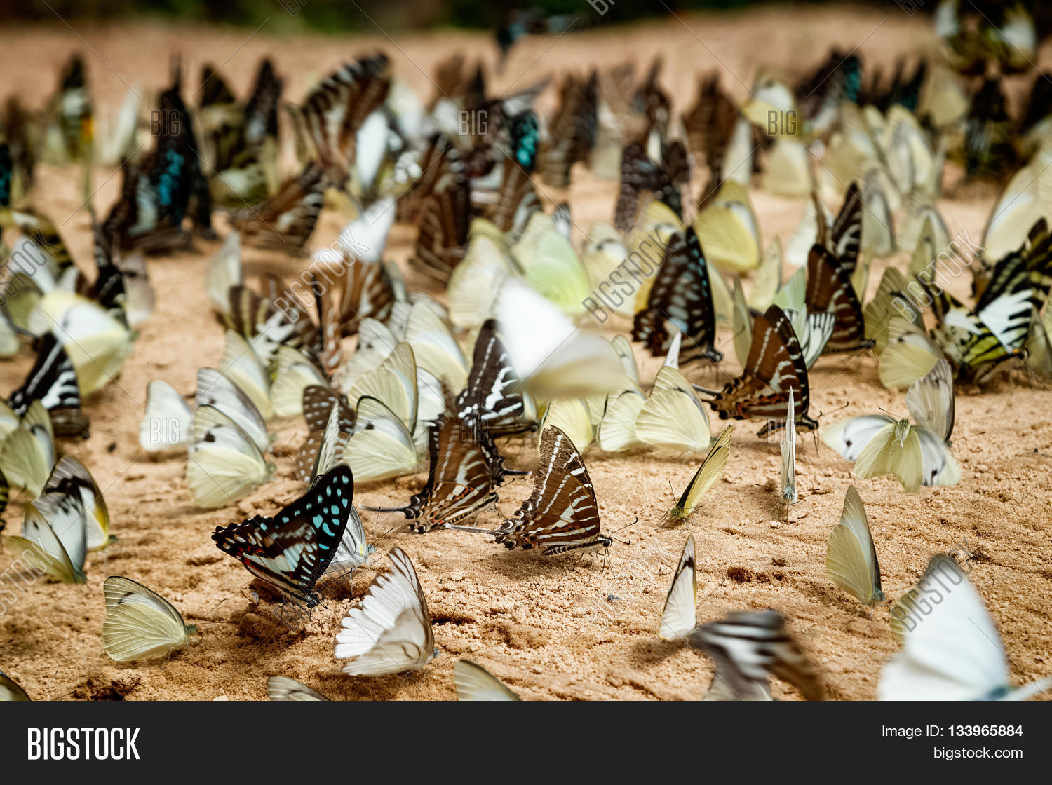 Diversity Butterfly Image & Photo (Free Trial) | Bigstock