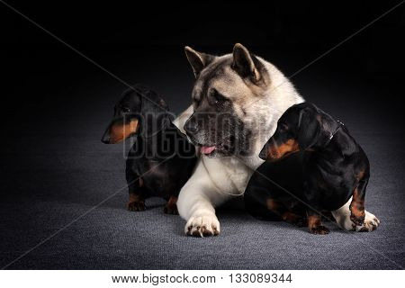 Group Three Dogs Image & Photo (Free Trial) | Bigstock