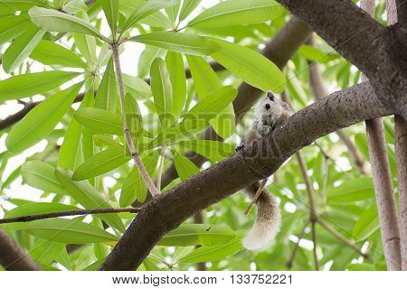 White Squirrel Sitting Image & Photo (Free Trial) | Bigstock