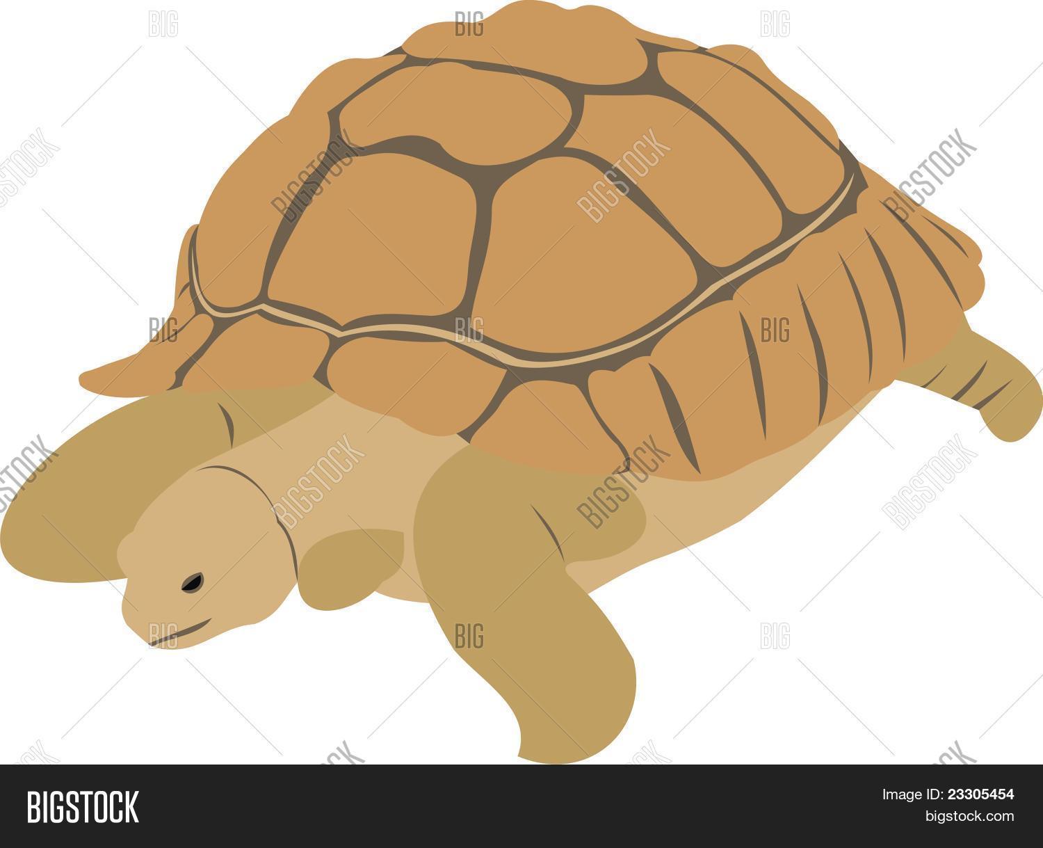 Big Turtle Vector & Photo (Free Trial) | Bigstock