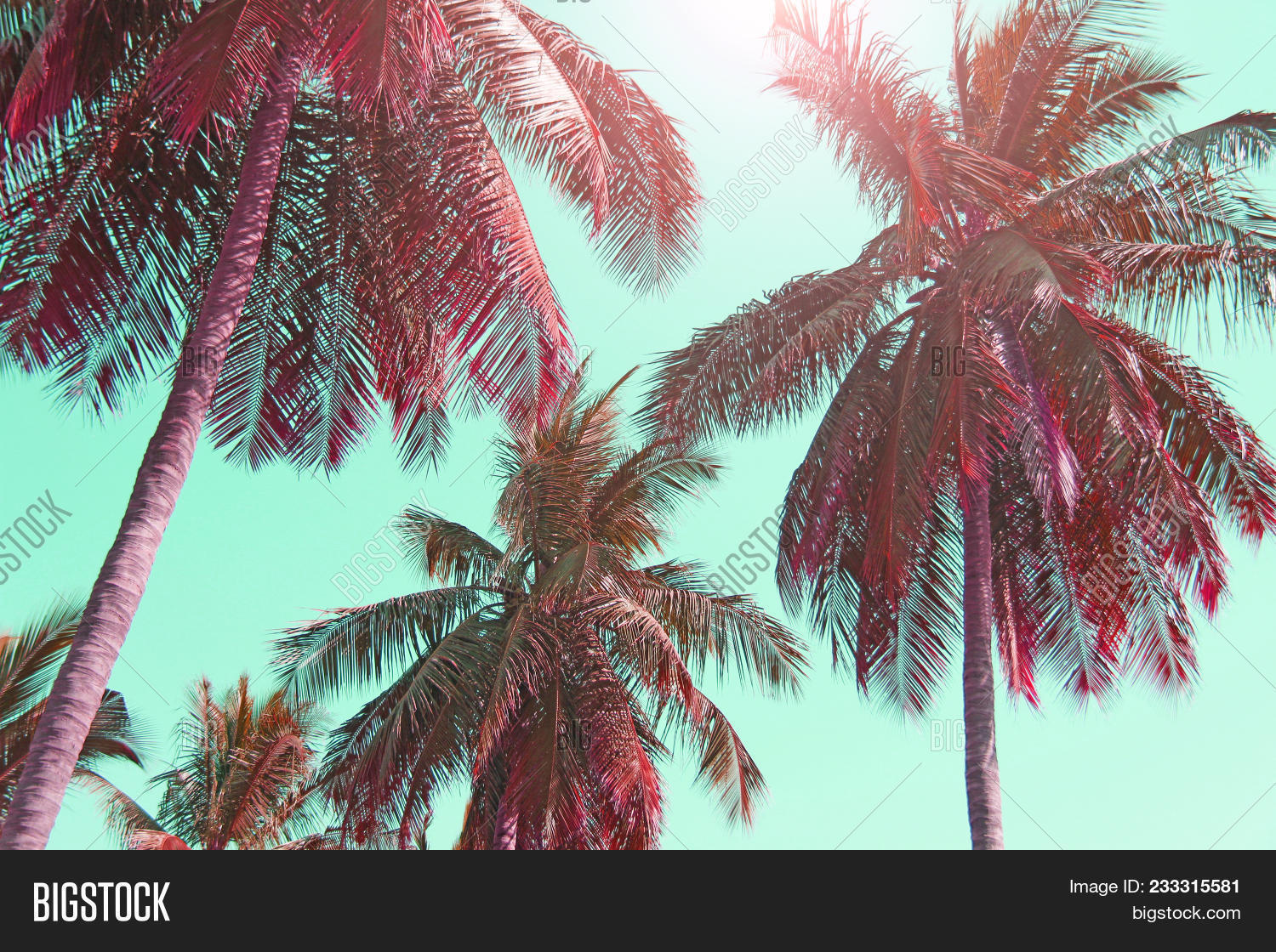 Pink Palm Trees Image & Photo (Free Trial) | Bigstock
