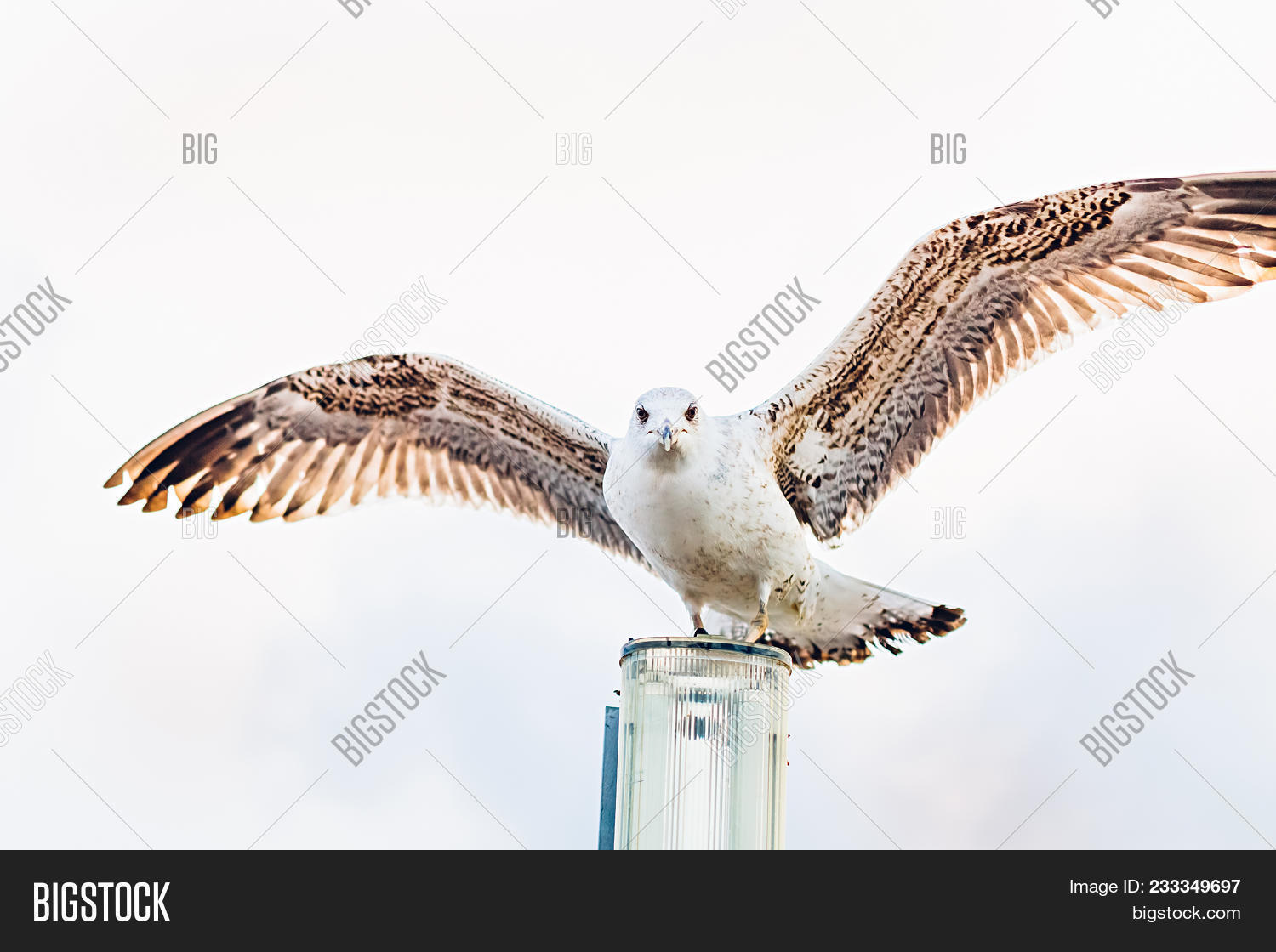 Large Seagull Standing Image & Photo (Free Trial) | Bigstock