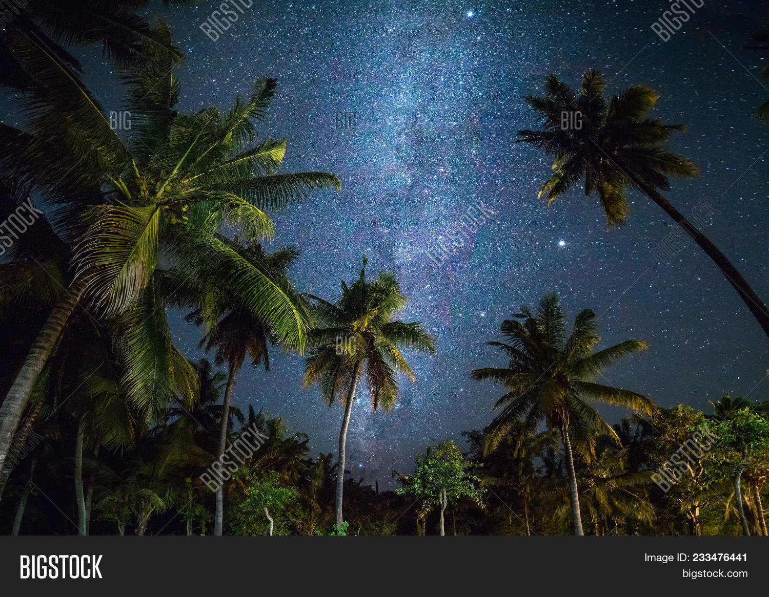 Night Shot Palm Trees Image & Photo (Free Trial) | Bigstock