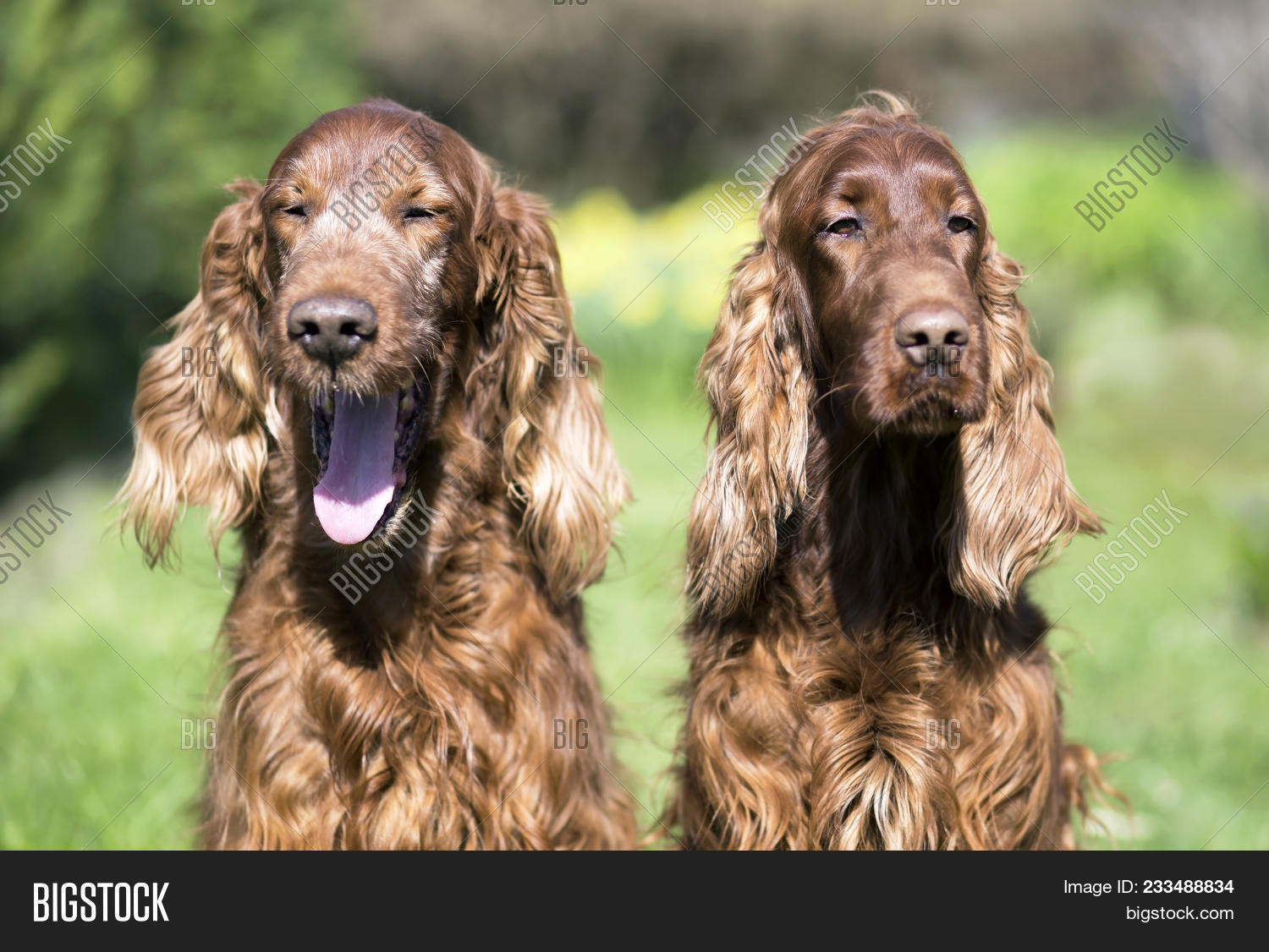 Happy Funny Smiling Image & Photo (Free Trial) | Bigstock