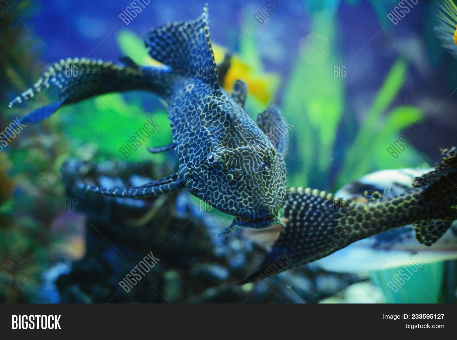 Aquarium Catfish Swims Image & Photo (Free Trial) | Bigstock