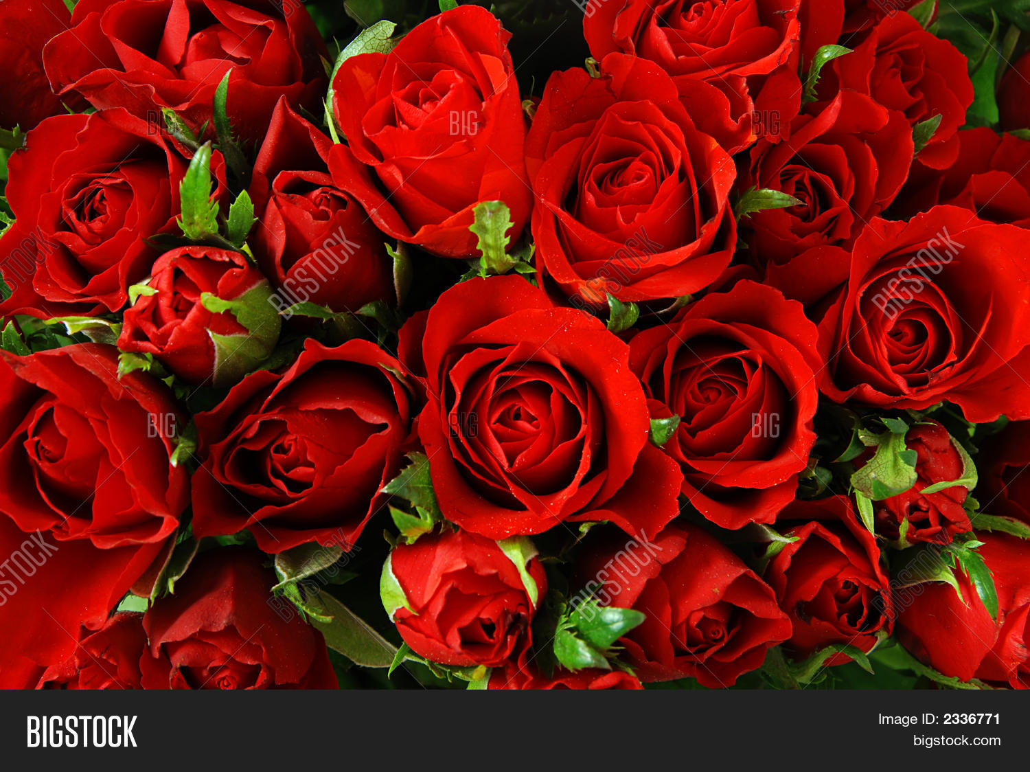 Roses Background Image & Photo (Free Trial) | Bigstock
