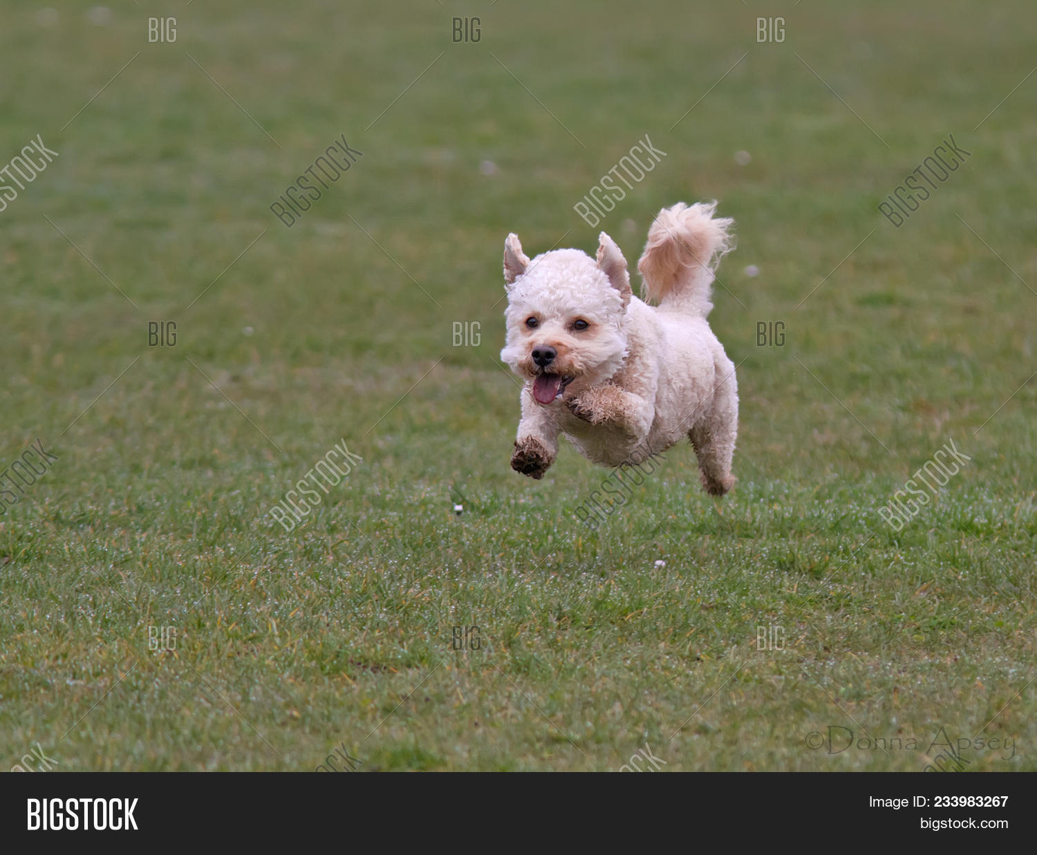 Front View Cavapoo Dog Image & Photo (Free Trial) | Bigstock