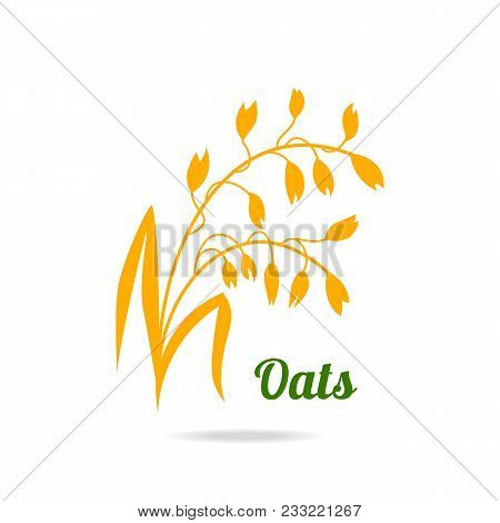 Oat Ears. Hand Drawn Vector & Photo (Free Trial) | Bigstock