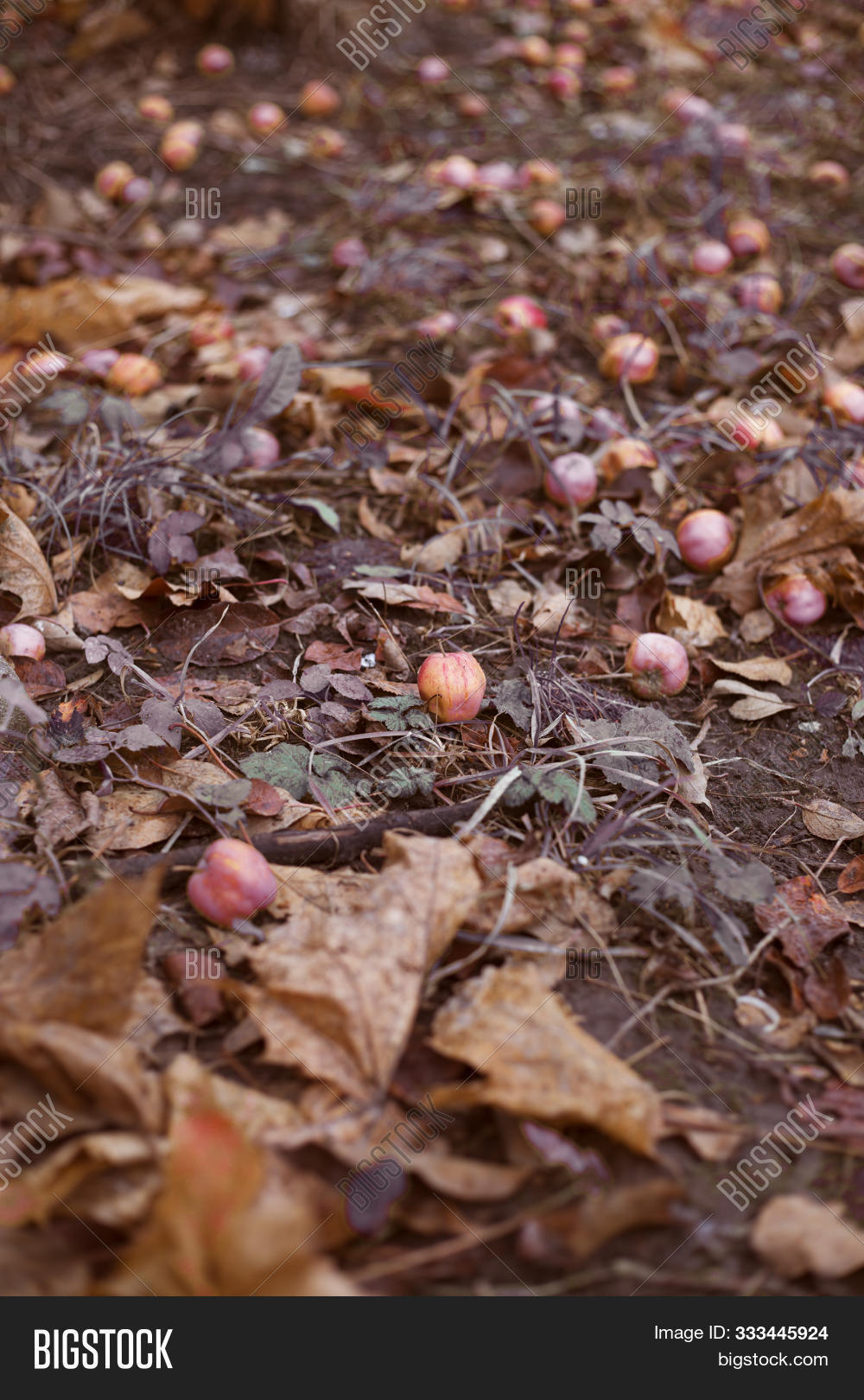 Decomposing Red Apples Image & Photo (Free Trial) | Bigstock