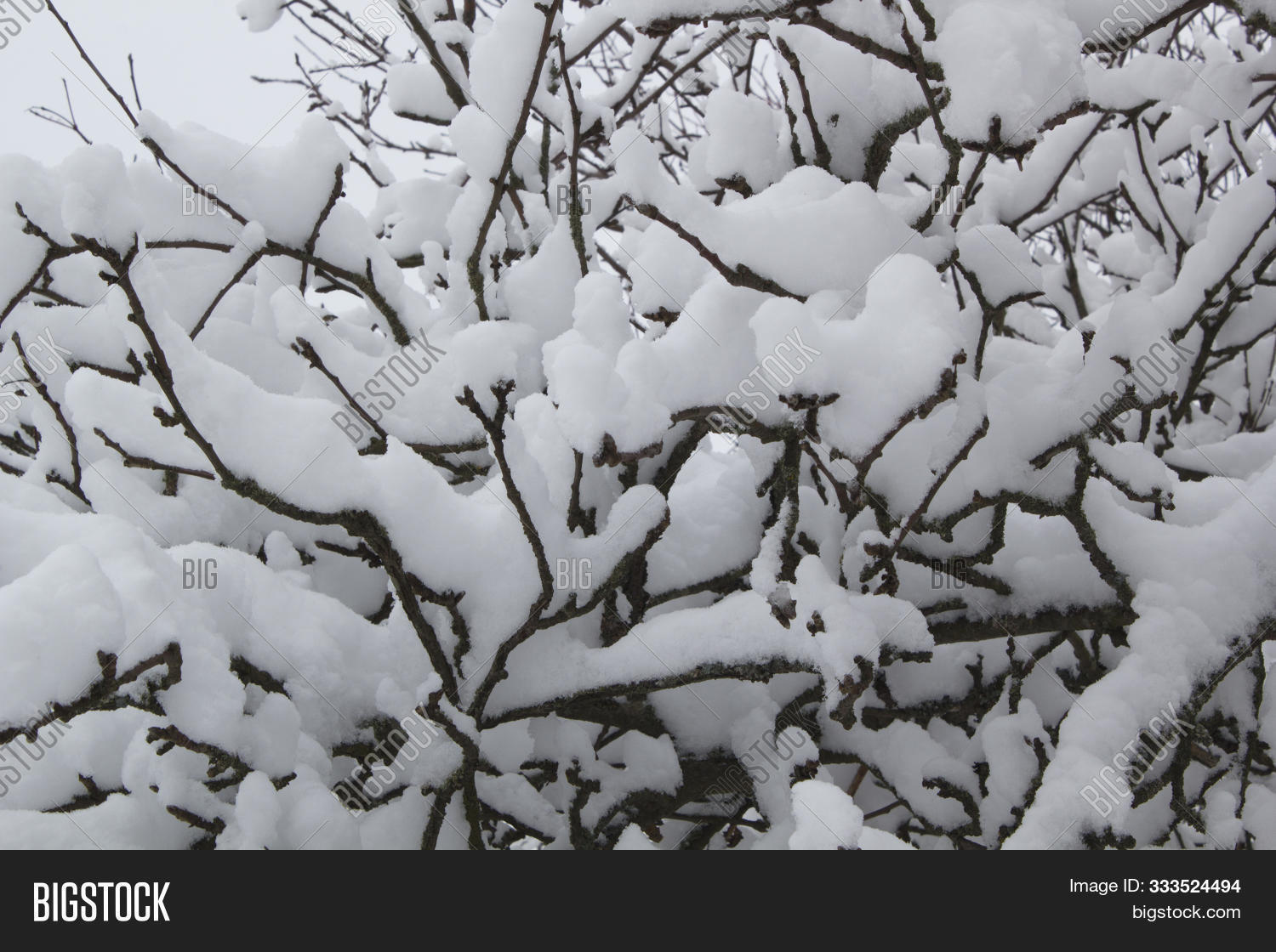 Branches Bushes Snow. Image & Photo (Free Trial) | Bigstock