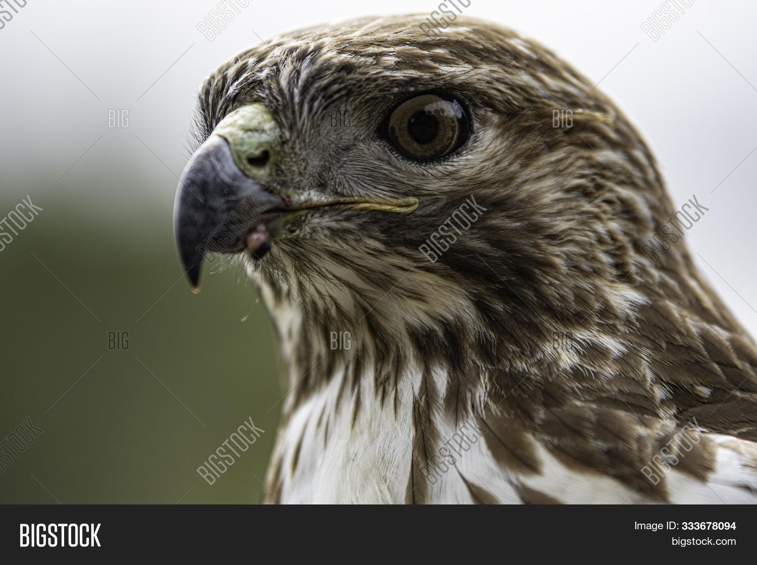 Close Head Red Tail Image & Photo (Free Trial) | Bigstock