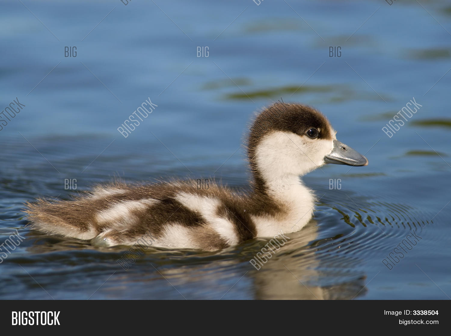 Cute Little Duck Image & Photo (Free Trial) | Bigstock