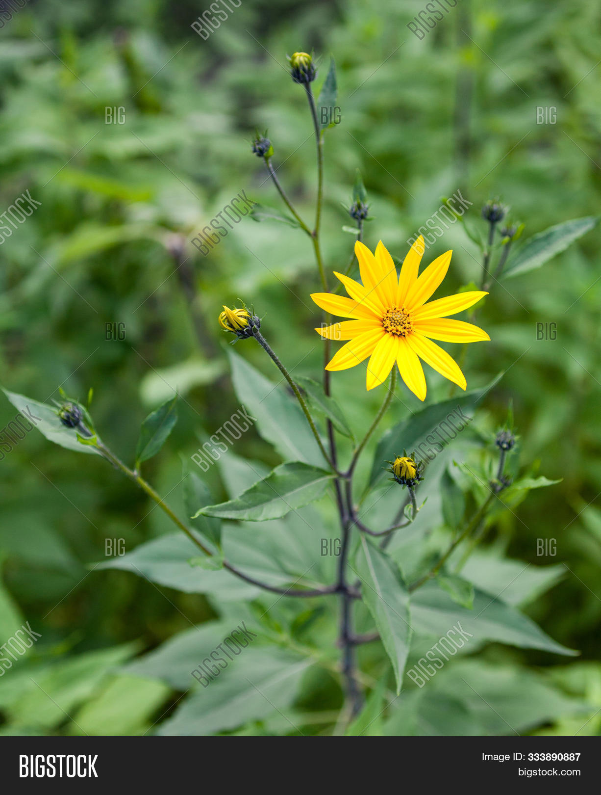 Yellow Flower. Image & Photo (Free Trial) | Bigstock