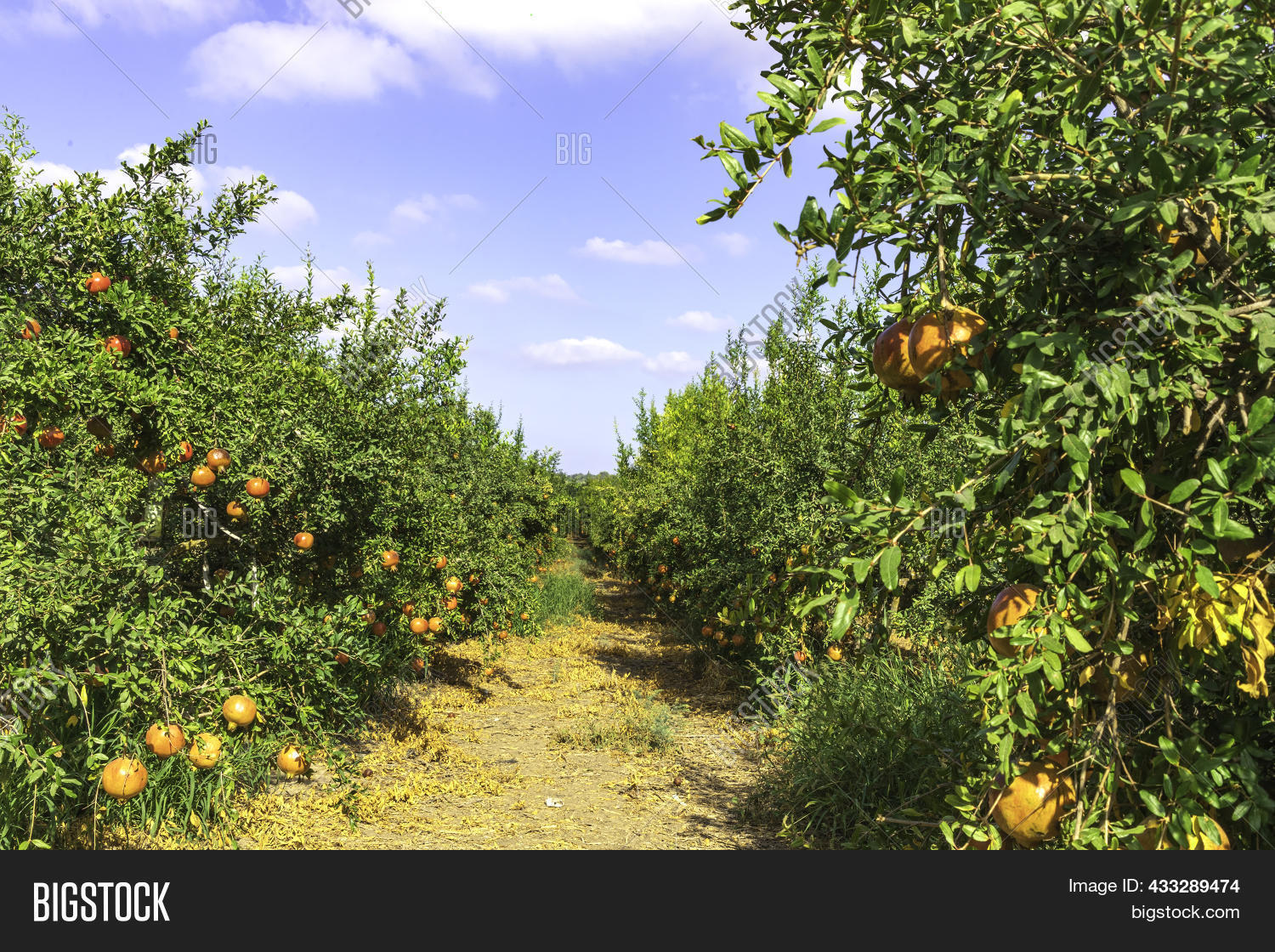 Pomegranate Orchard Image & Photo (Free Trial) | Bigstock
