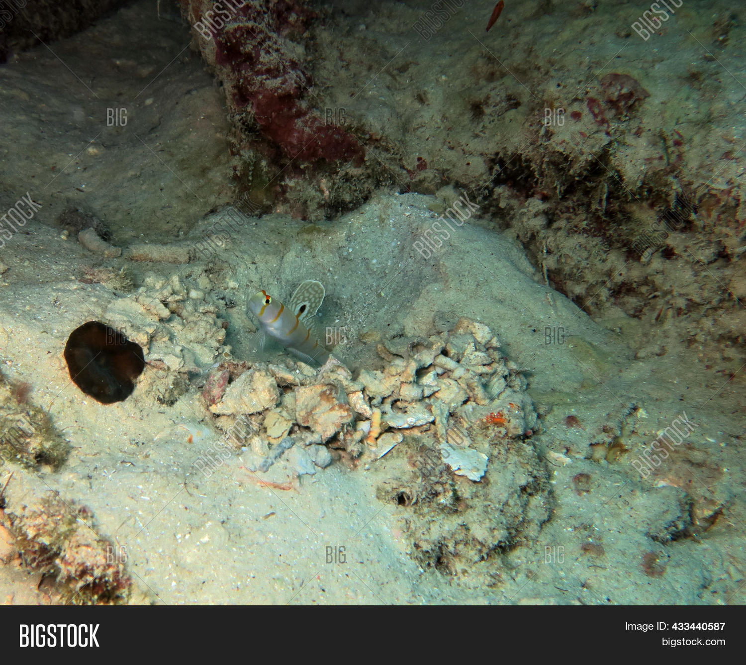 Orange Stripe Prawn Image & Photo (Free Trial) | Bigstock