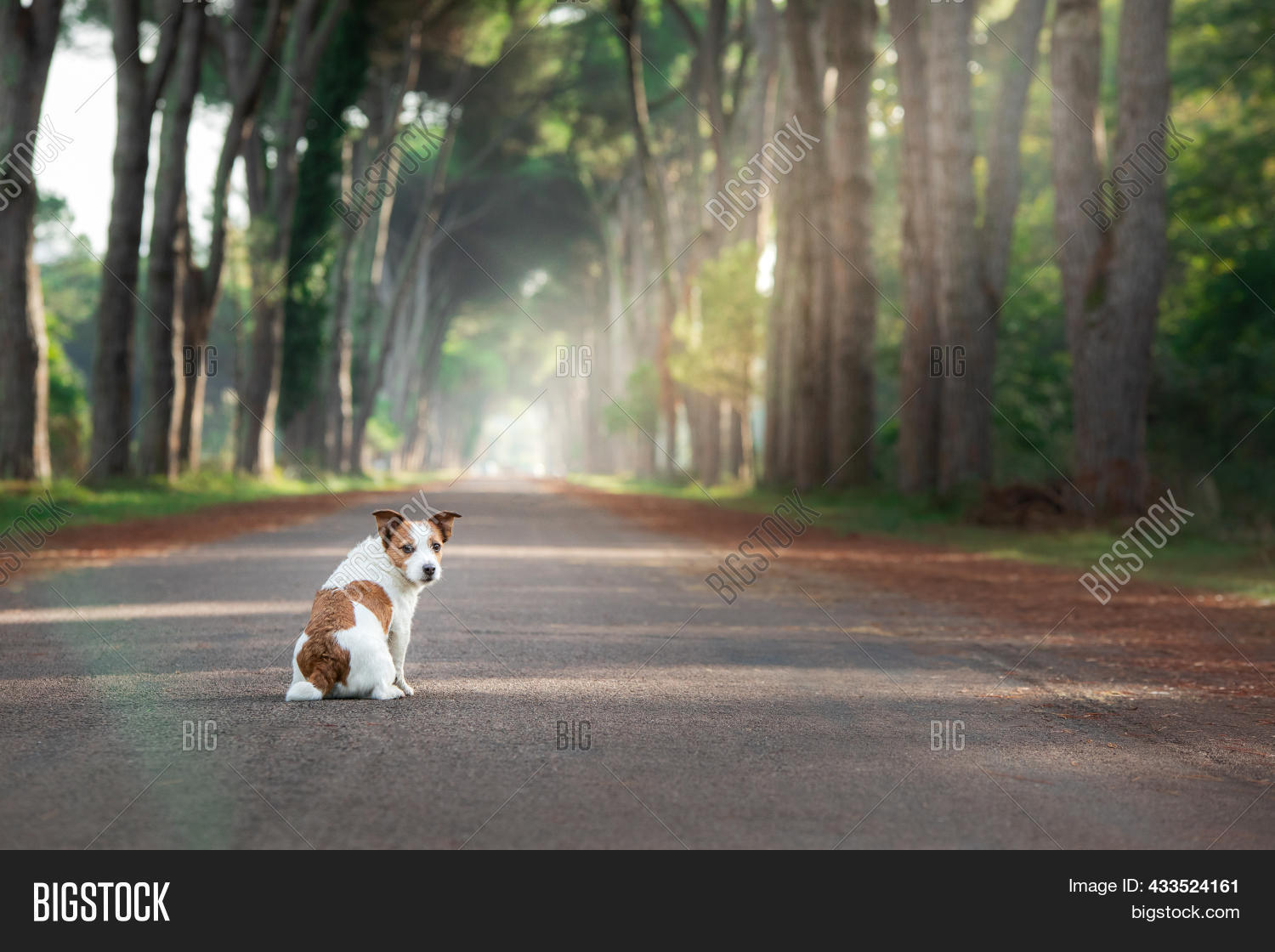 Dog On Beautiful Path Image & Photo (Free Trial) | Bigstock