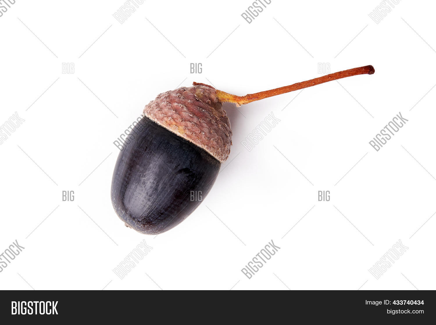 Black Acorn Fruit Oak Image & Photo (Free Trial) | Bigstock