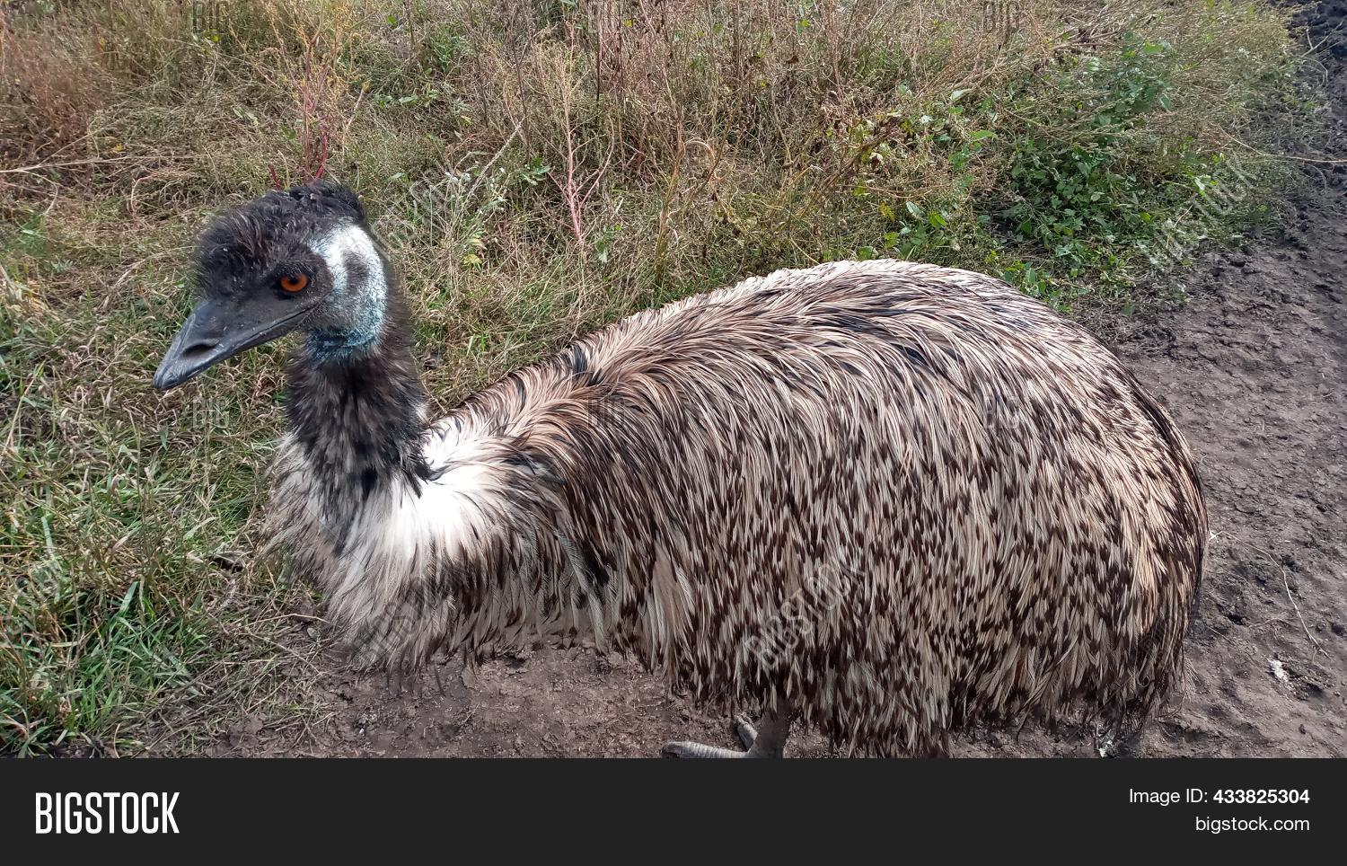 Australian Emu Bird. Image & Photo (Free Trial) | Bigstock