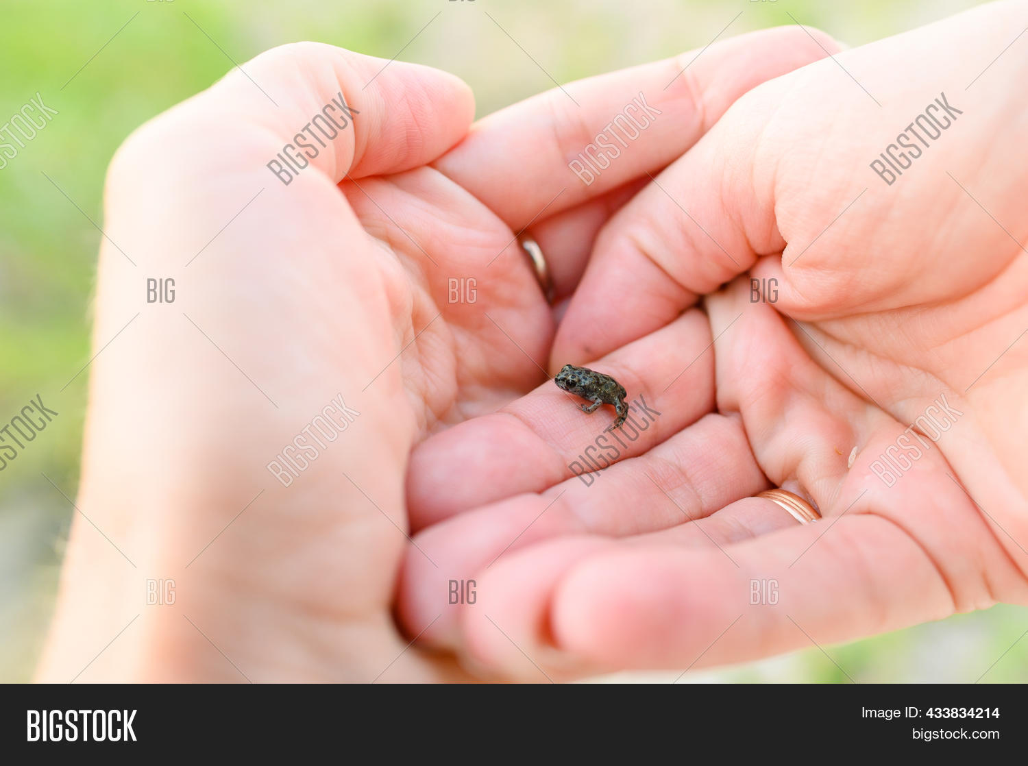 Very Small Frog Human Image & Photo (Free Trial) | Bigstock
