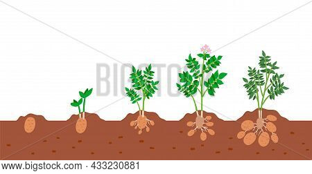 Potato Plant Growth Vector & Photo (Free Trial) | Bigstock