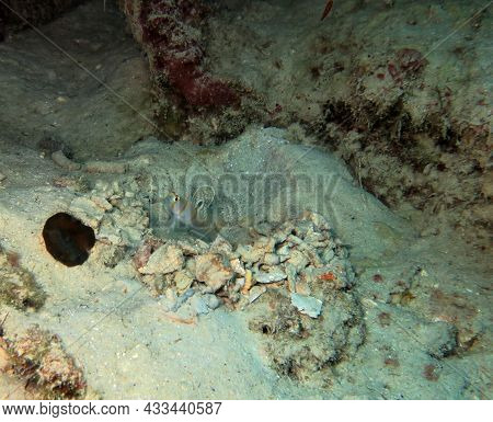 Orange Stripe Prawn Image & Photo (Free Trial) | Bigstock