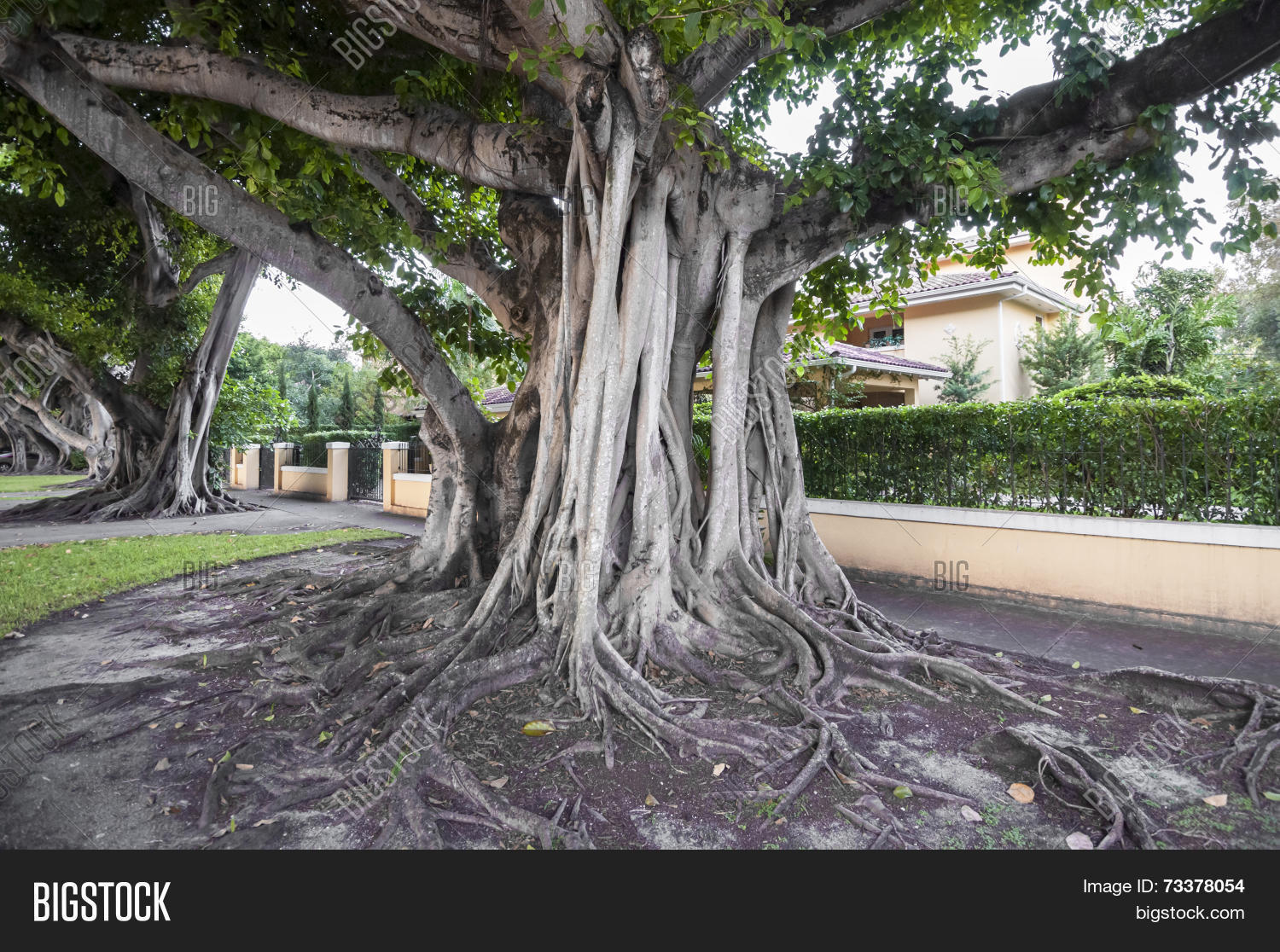 Giant Banyan Tree Image & Photo (Free Trial) | Bigstock